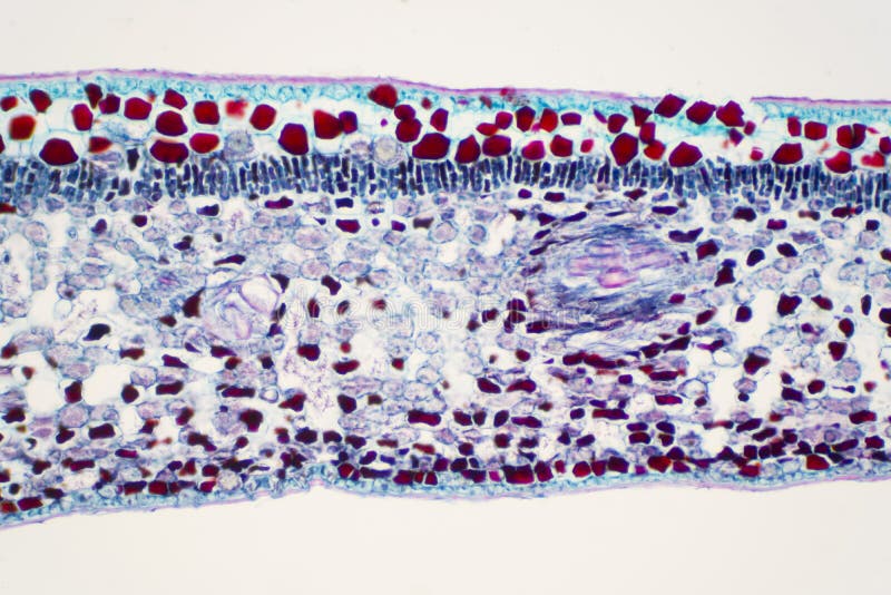 Cross Section Leaf of Plant Under Microscope View for Education Stock ...