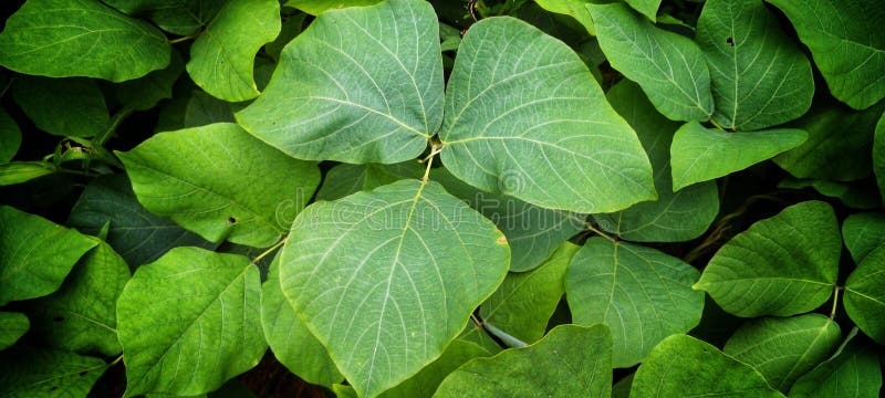 Cross-section of a Legume Leaf Stock Photo - Image of number ...