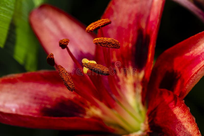 Cross Section Of A Lily Mic UK: A Close Up View Of Two Lilies, Lilium