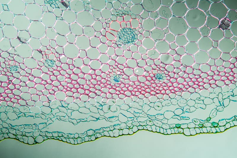 Lily Cross Section Stock Photos - Free & Royalty-Free Stock Photos from ...