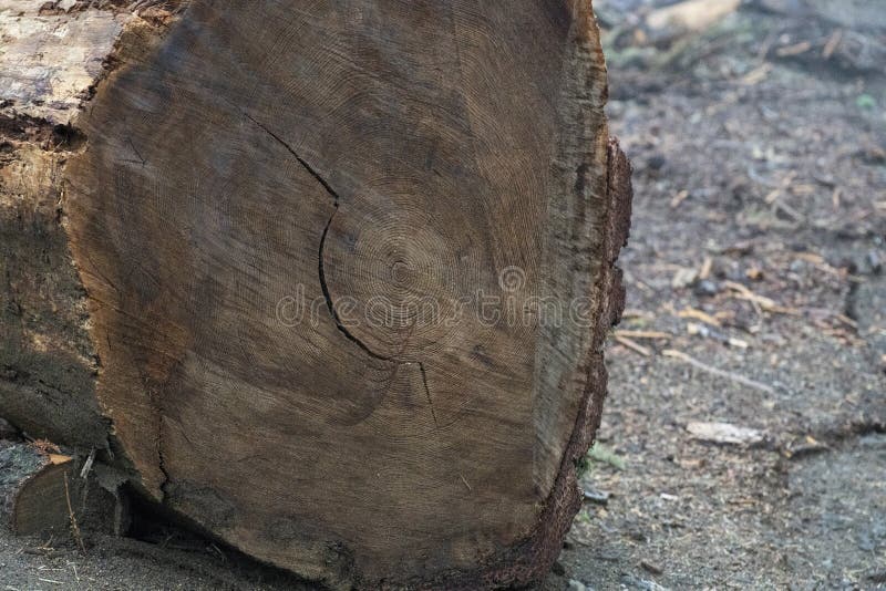 153 Sequoia Section Stock Photos - Free & Royalty-Free Stock Photos ...