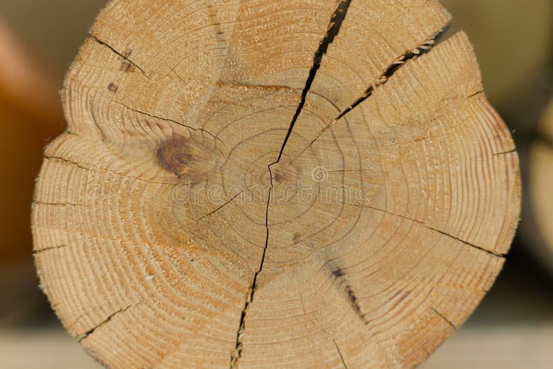 Cross Section of a Log Cut for Fire Stock Photo - Image of tree, cross ...
