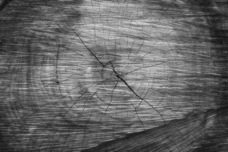 Cross Section Log Texture in Black and White Style Stock Photo - Image ...