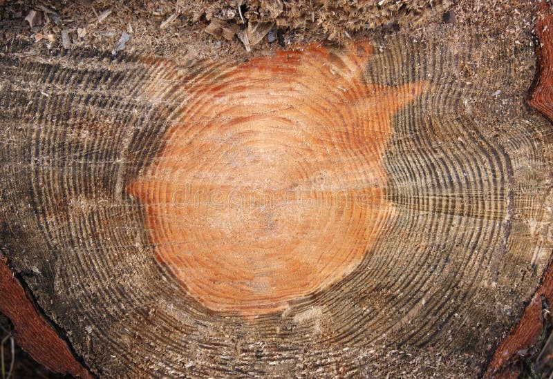 Mud Texture or Wet Brown Soil As Natural Organic Clay. Stock Photo ...