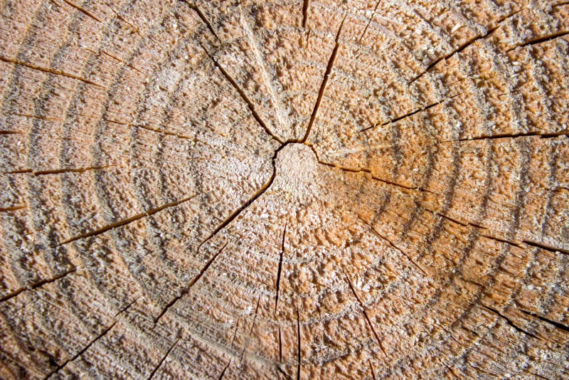 Cross section log texture stock image. Image of lumber - 76931743