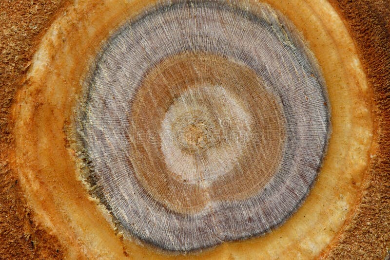 Cross Section Log Texture. Slice of Cherry Tree Stock Photo - Image of ...