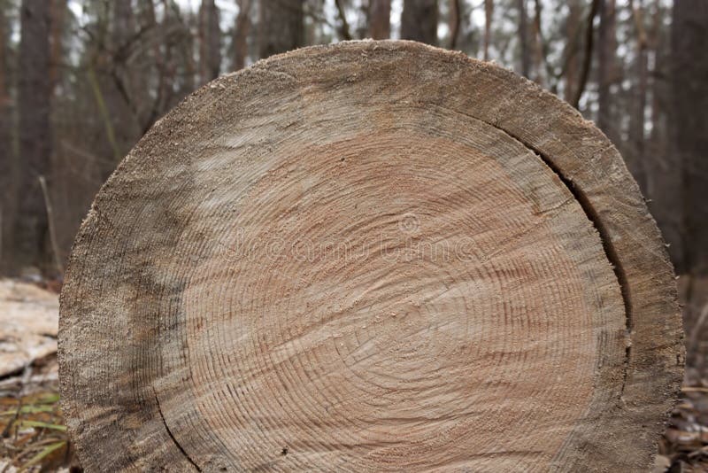 Cross-section of a Log Timber Stock Image - Image of life, tree: 64983153