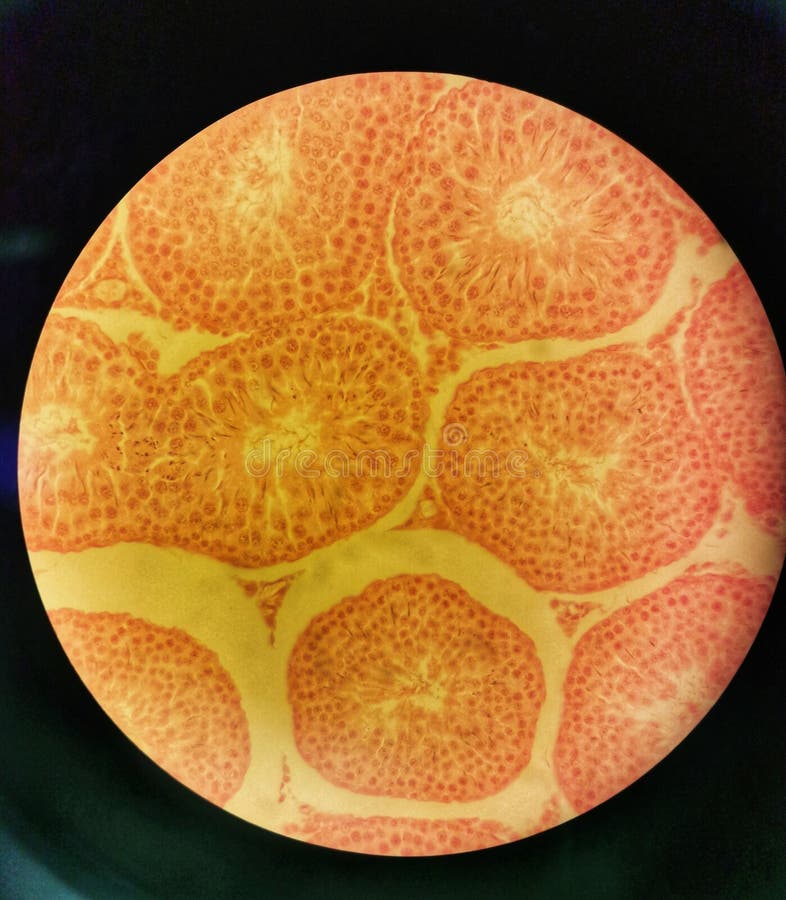 Cross Section of Male Testis Stock Photo - Image of petal, ceiling ...