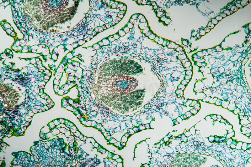 Daisy Cross Section Stock Photos - Free & Royalty-Free Stock Photos ...