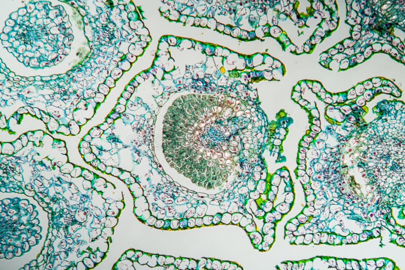 Daisy Cross Section Stock Photos - Free & Royalty-Free Stock Photos ...