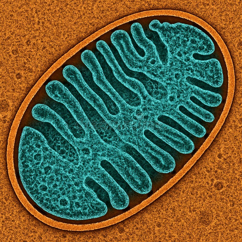 Cross-Section of a Mitochondrion Under Electron Microscope Stock ... Cross-Section of a Mitochondrion Under Electron Microscope Stock ...