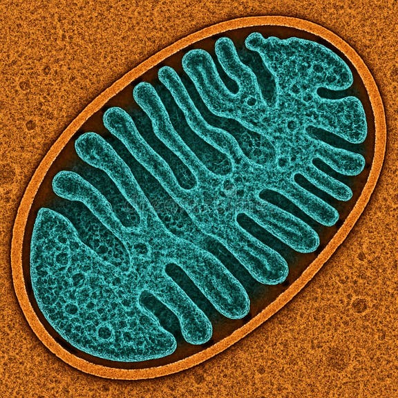 Cross-Section of a Mitochondrion Under Electron Microscope Stock ...