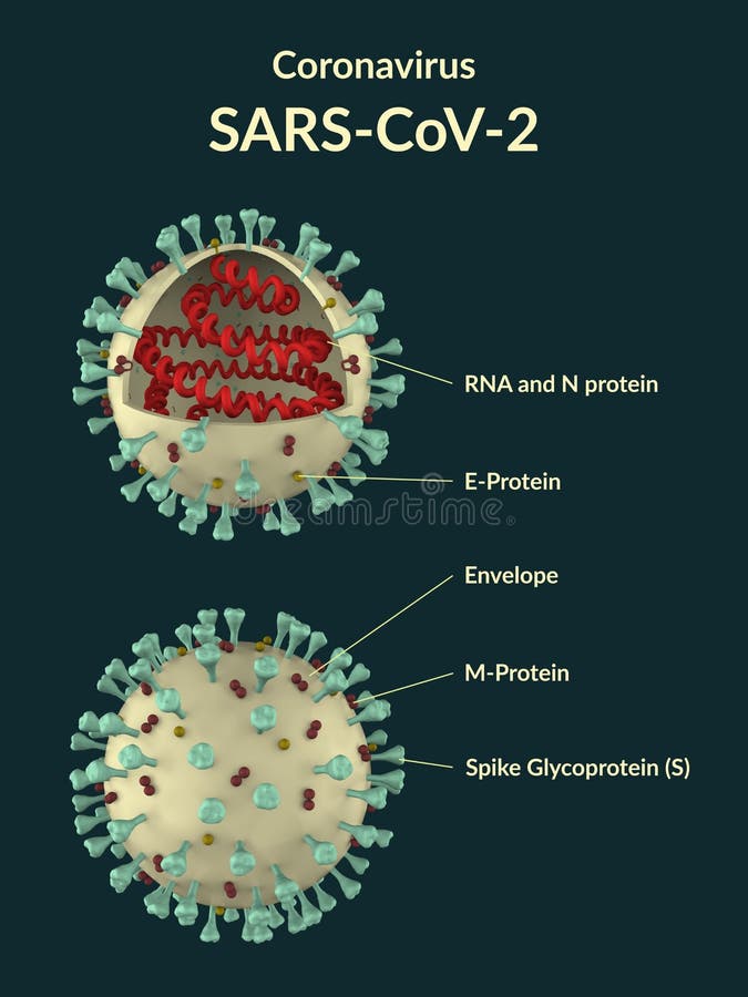Cross-section Model of SARS-CoV-2 Coronavirus Virus Particles Stock ...