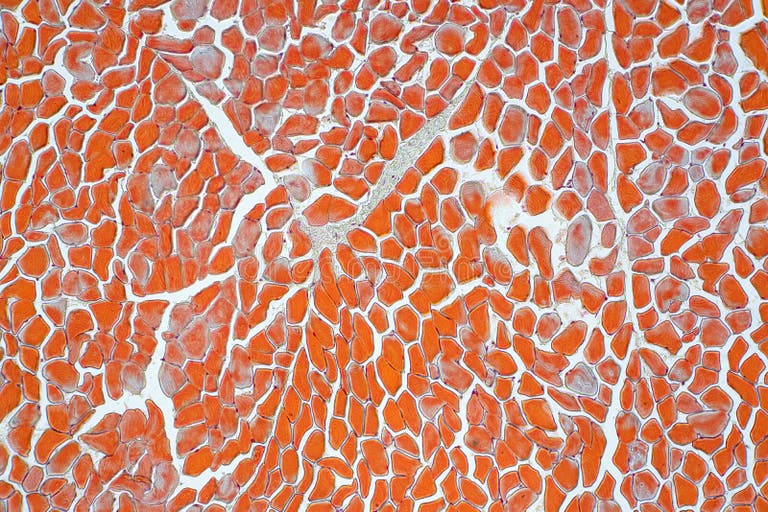 Bone Tendon Microscope Stock Photos - Free & Royalty-Free Stock Photos ...