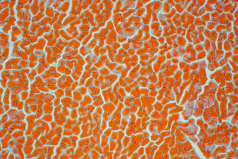 Anatomy Tissue Under Skin Above Skull Stock Photos - Free & Royalty ...