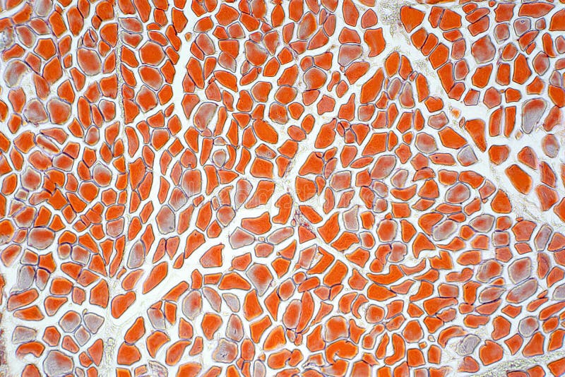 Cross Section Muscle Skeleton Micro Preparation Samples- Section Tissue ...