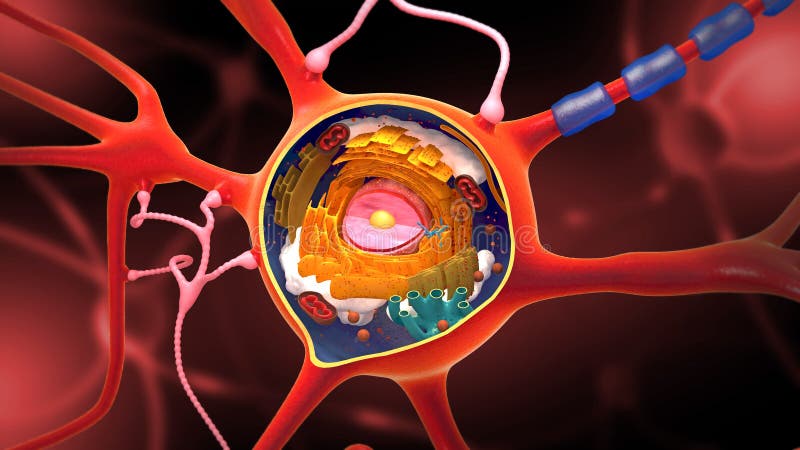 Cross Section of a Hepatitis Pathogen with Dna,cell Nucleus and ...