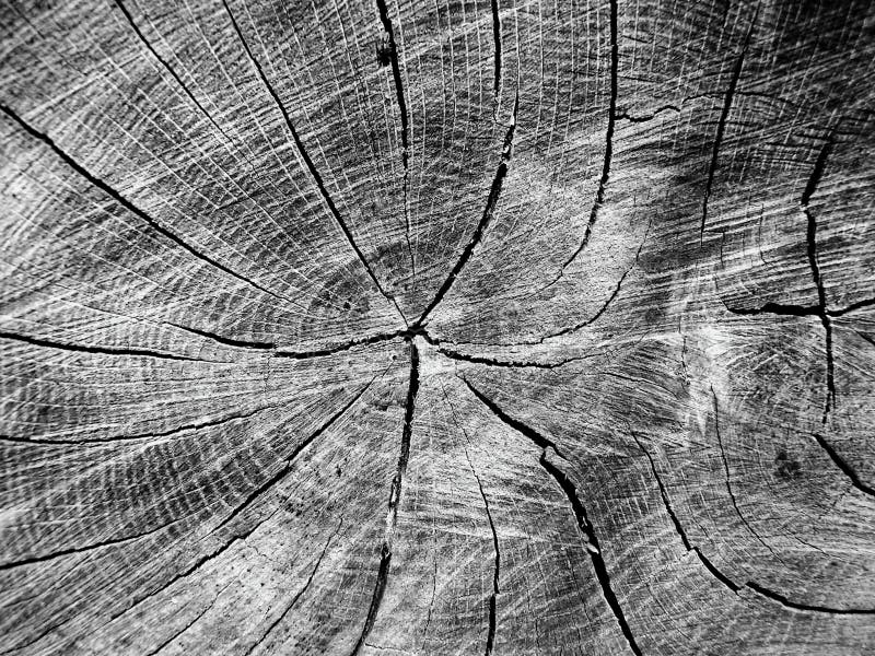 Cross section of oak tree stock image. Image of monochrome - 307133209