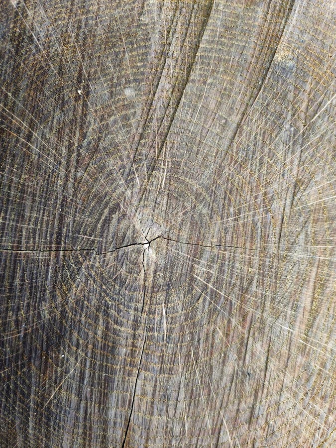 Cross Section of Oak Wood with Good Texture Stock Image - Image of ...