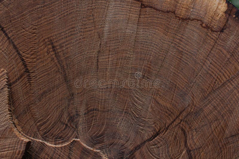 Cross Section Oak Wood Texture Stock Photo - Image of cross, color ...