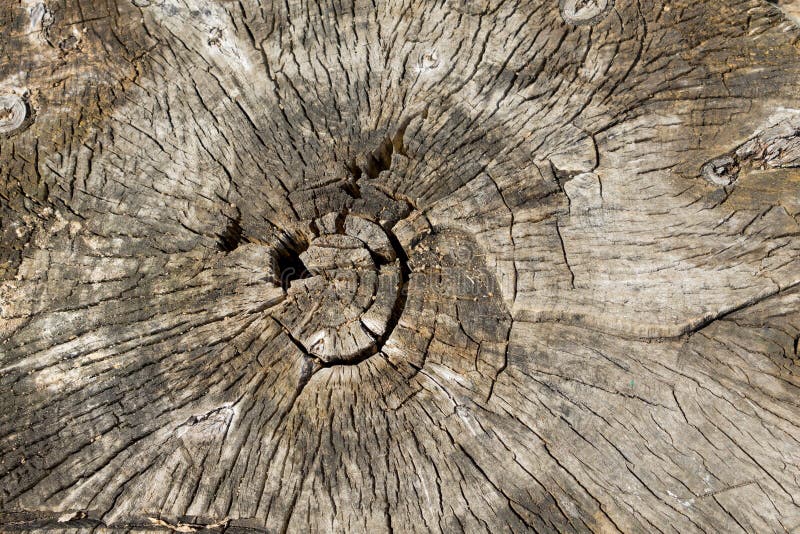 Cross Section of Big Tree Trunk Stock Image - Image of trunk, brown ...