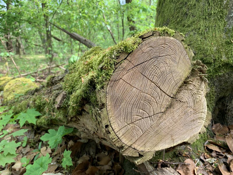 Cross-section of an Old Moss-covered Tree in the Forest Stock Image ...