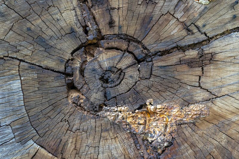 Cross-section of an Old Oak Tree Stock Image - Image of texture ...