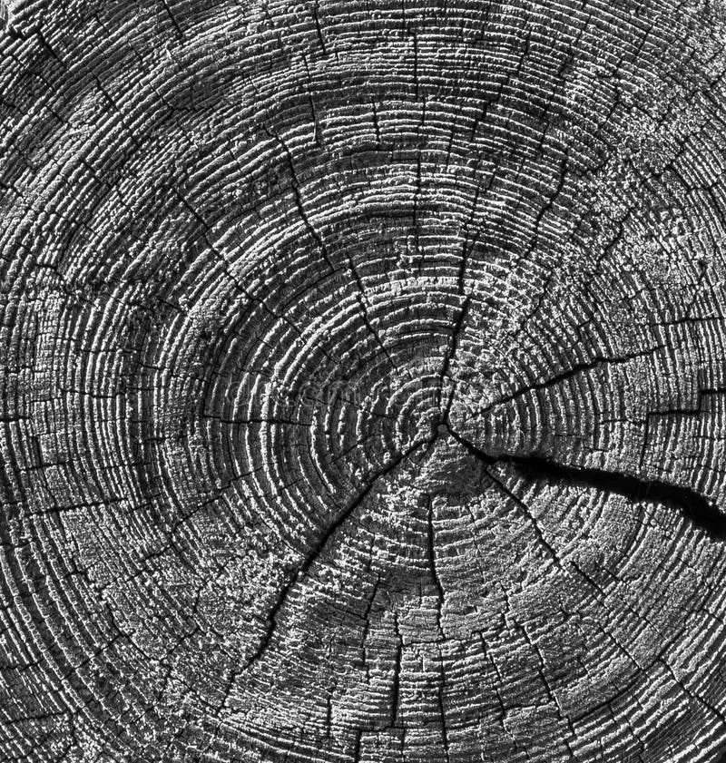 A Cross Section of the Tree Color Stock Image - Image of cross, brown ...