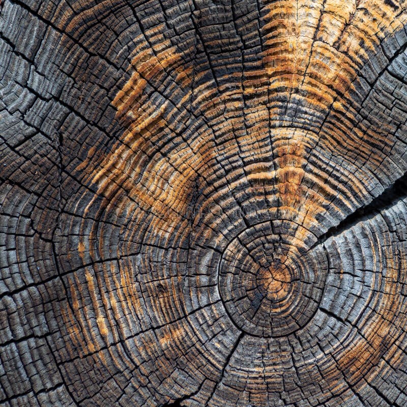 A Cross Section of the Tree Color Stock Image - Image of cross, brown ...