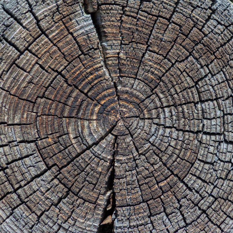 Cross Section of the Old Tree Color Stock Image - Image of ring ...