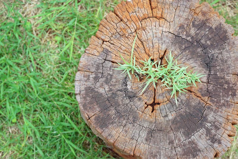Cross Section Old Tree or Dead Wood Stock Photo - Image of environment ...