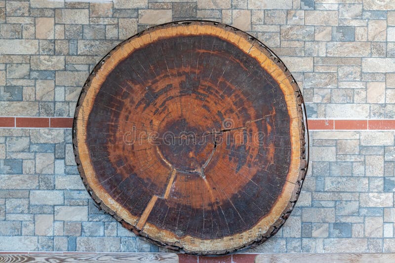 Cross-section of an Old Tree Showing the Annual Rings Stock Image ...