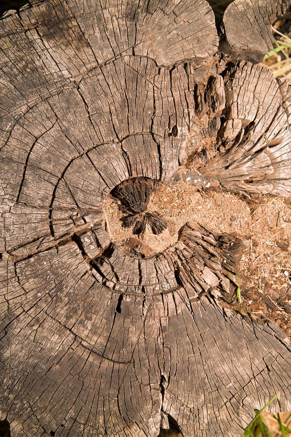 A Cross Section of an Old Tree Stock Image - Image of cracking, face ...