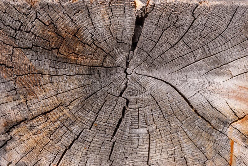 Cross-section of the Old Tree Trunk, Showing Annual Rings and Cracks ...