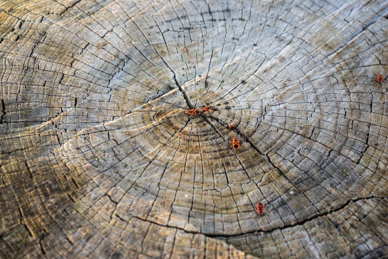 1,410 Cross Section Pear Stock Photos - Free & Royalty-Free Stock ...