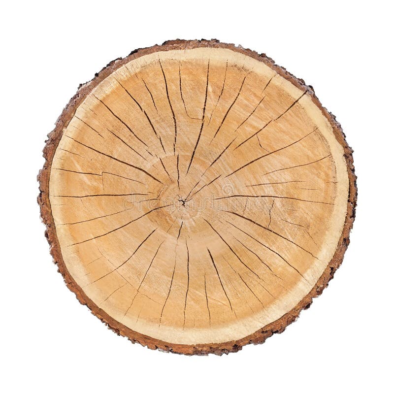 Large Maple Tree Slice Cut from the Woods. Textured Surface with Rings ...