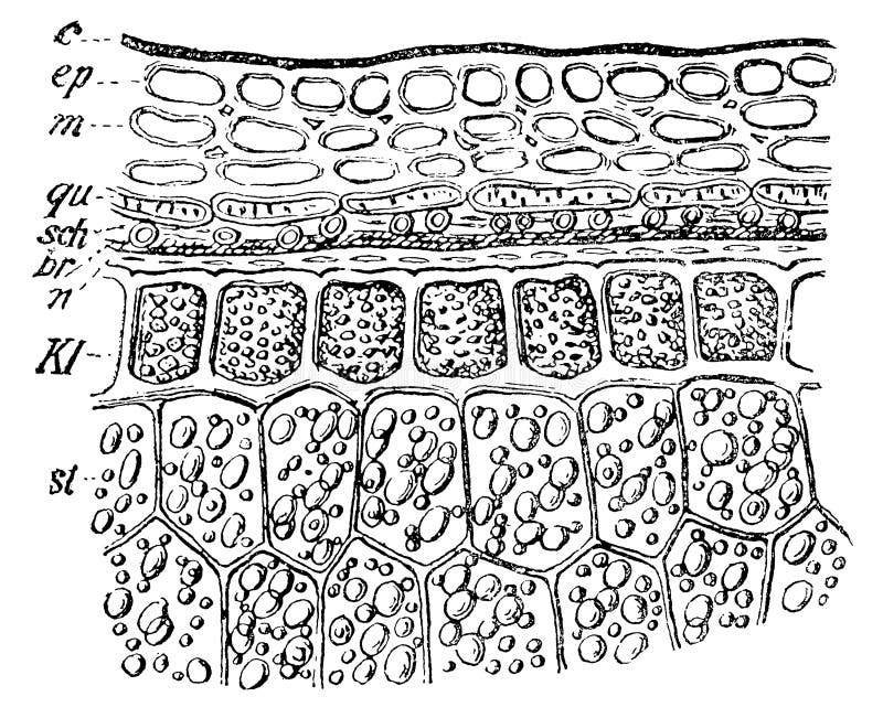 Cross Section through Part of a Grain of Wheat. Stock Illustration ...