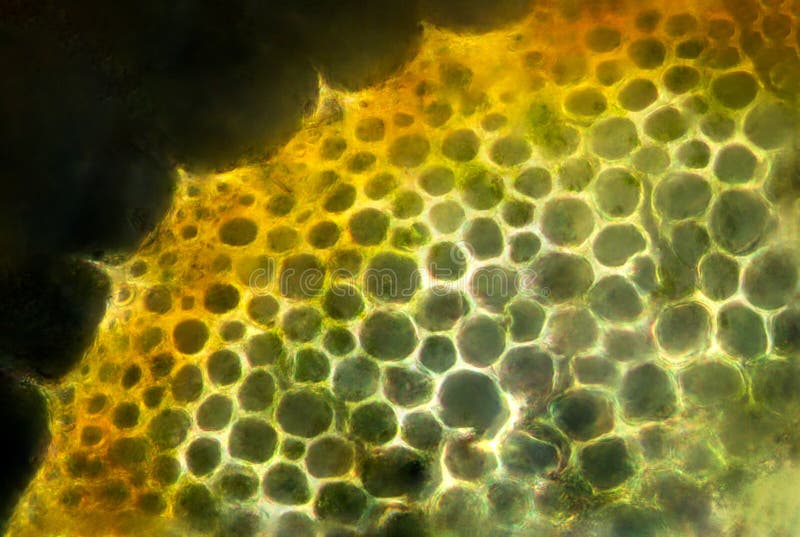 Cross Section of a Peat Moss Stem Showing Hydroids Stock Photo - Image ...