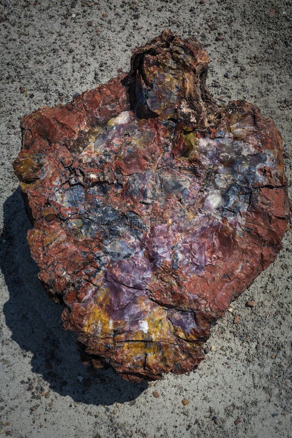 Cross Section of a Petrified Log Eroding Out of Badlands at the Stock ...
