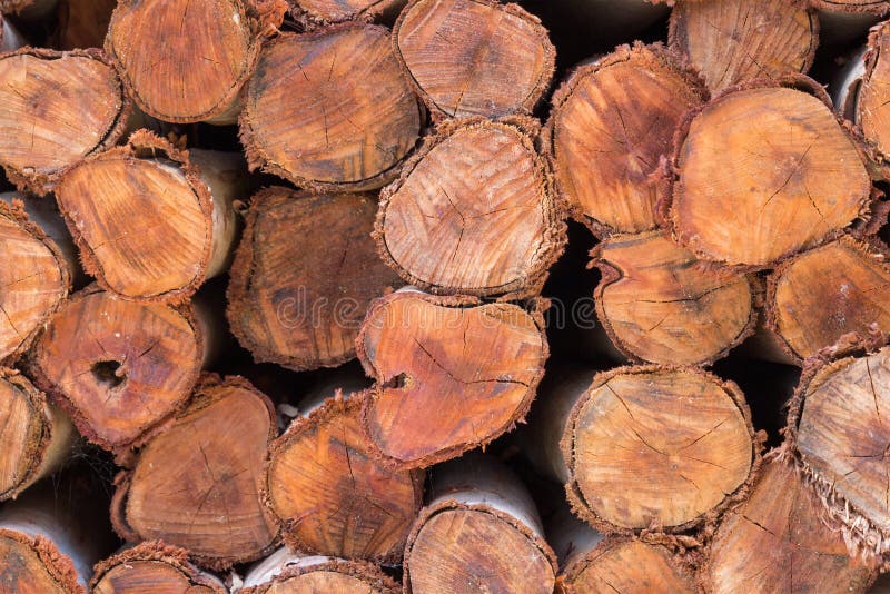 Cross Section of Pine Logs, Firewood Stack Stock Photo - Image of ...