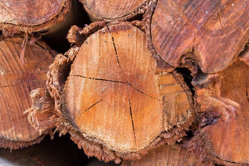 Cross Section of Pine Logs, Firewood Stack Stock Photo - Image of ...