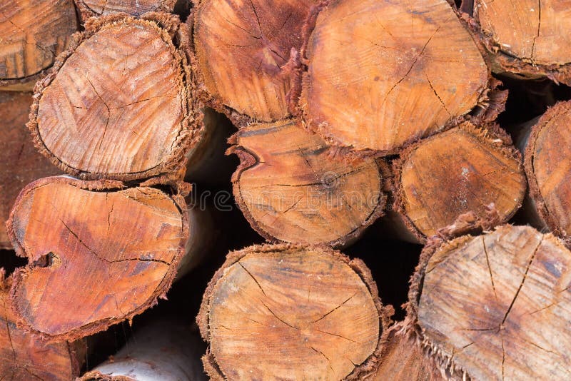Cross Section Of Pine Logs, Firewood Stack Stock Photo - Image of ...