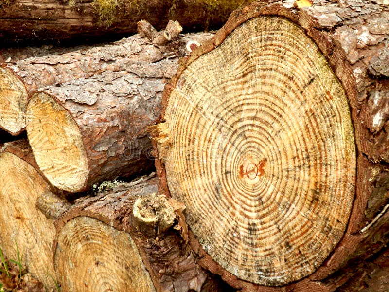 Cross Section of a Pine Tree Stock Photo - Image of close, detail: 53132116