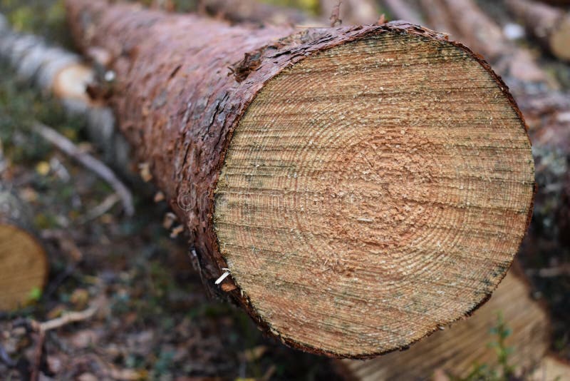 Cross Section of a Pine Tree Stock Photo - Image of daytime, trees ...