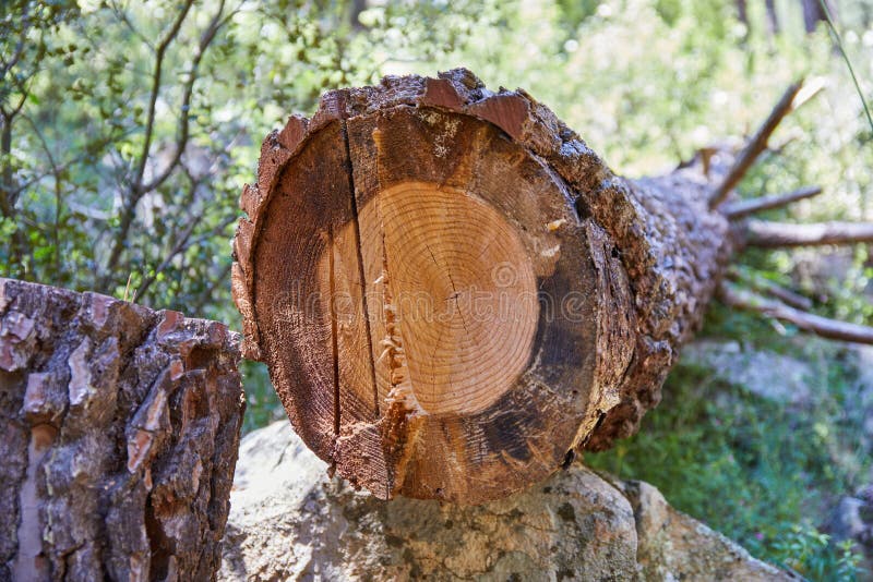 Cross-section of Pine Tree Trunk Cut Stock Image - Image of forestry ...