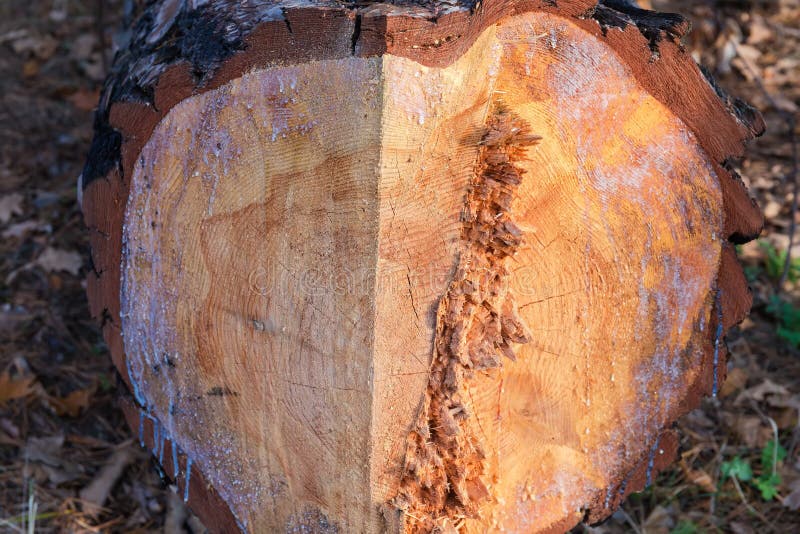 Cross Section of Pine Trunk that Was Cut Down Stock Image - Image of ...
