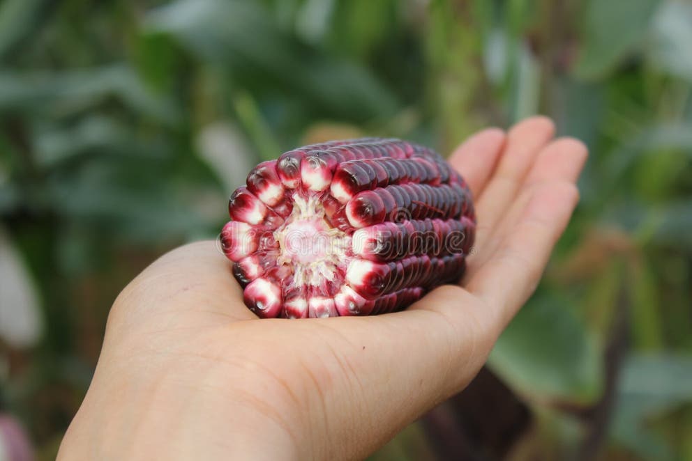 Corn Ear by Cross Section that Show Colors of Cob and Kernel on a Human ...