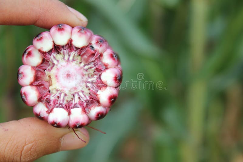 Purple Corn Ear that Show Colors of Cob and Kernel Stock Image - Image ...