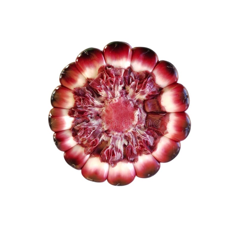 Maize Ear that Show Colors of Cob and Kernel Stock Photo - Image of ...