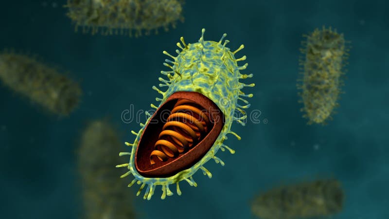 Cross-section of Rabies Virus Stock Video - Video of cytoplasm, capsid ...